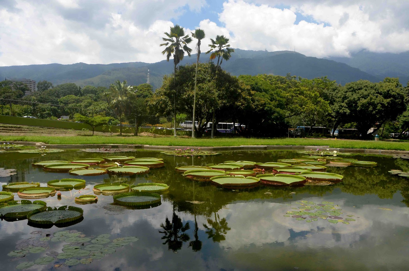 Jardines Botánicos de Venezuela: ¿Biodiversidad en riesgo? – Vitalis